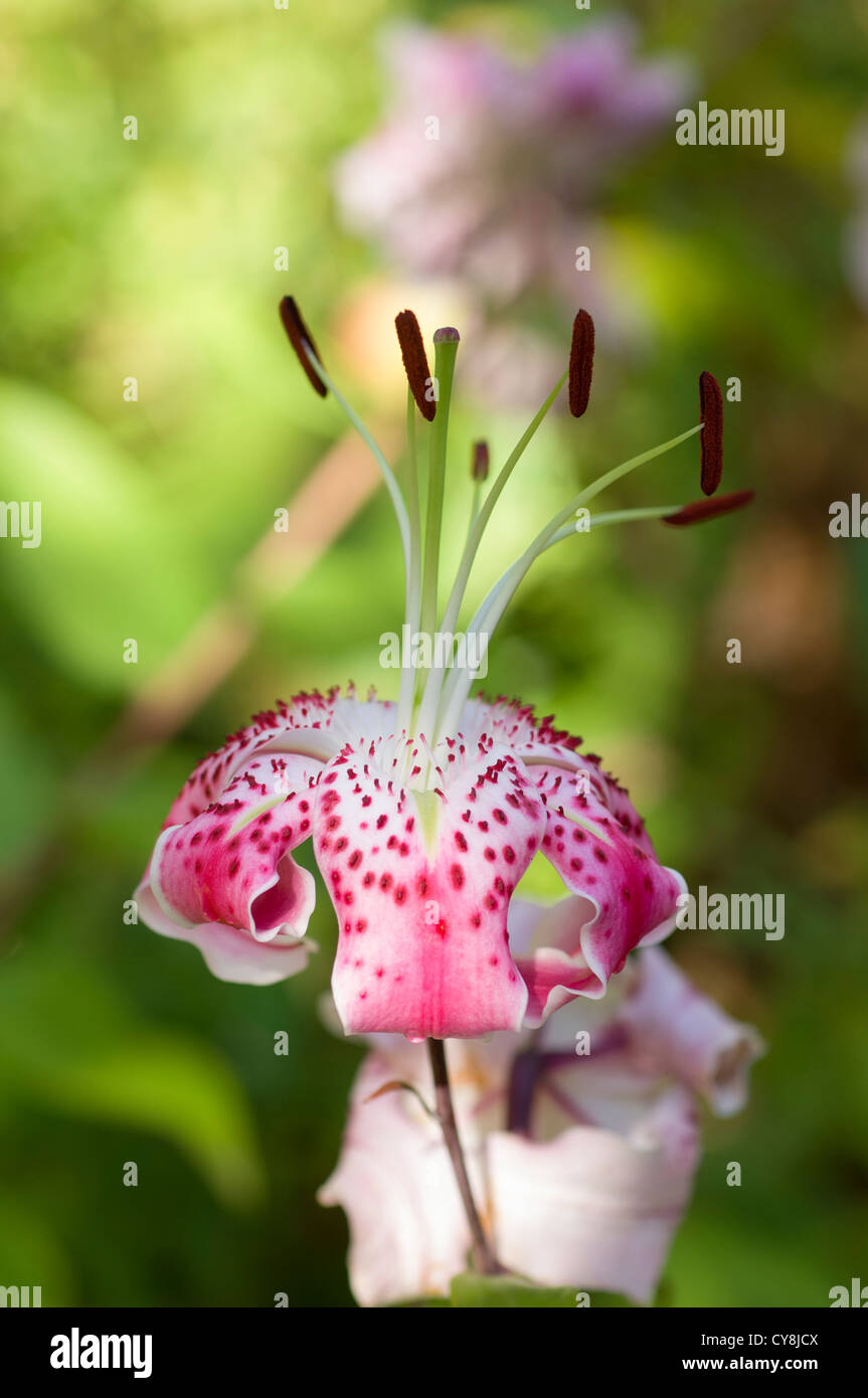 Delicate flower stamens of a Stargazer Lily (Lilium Oriental Stargazer ...