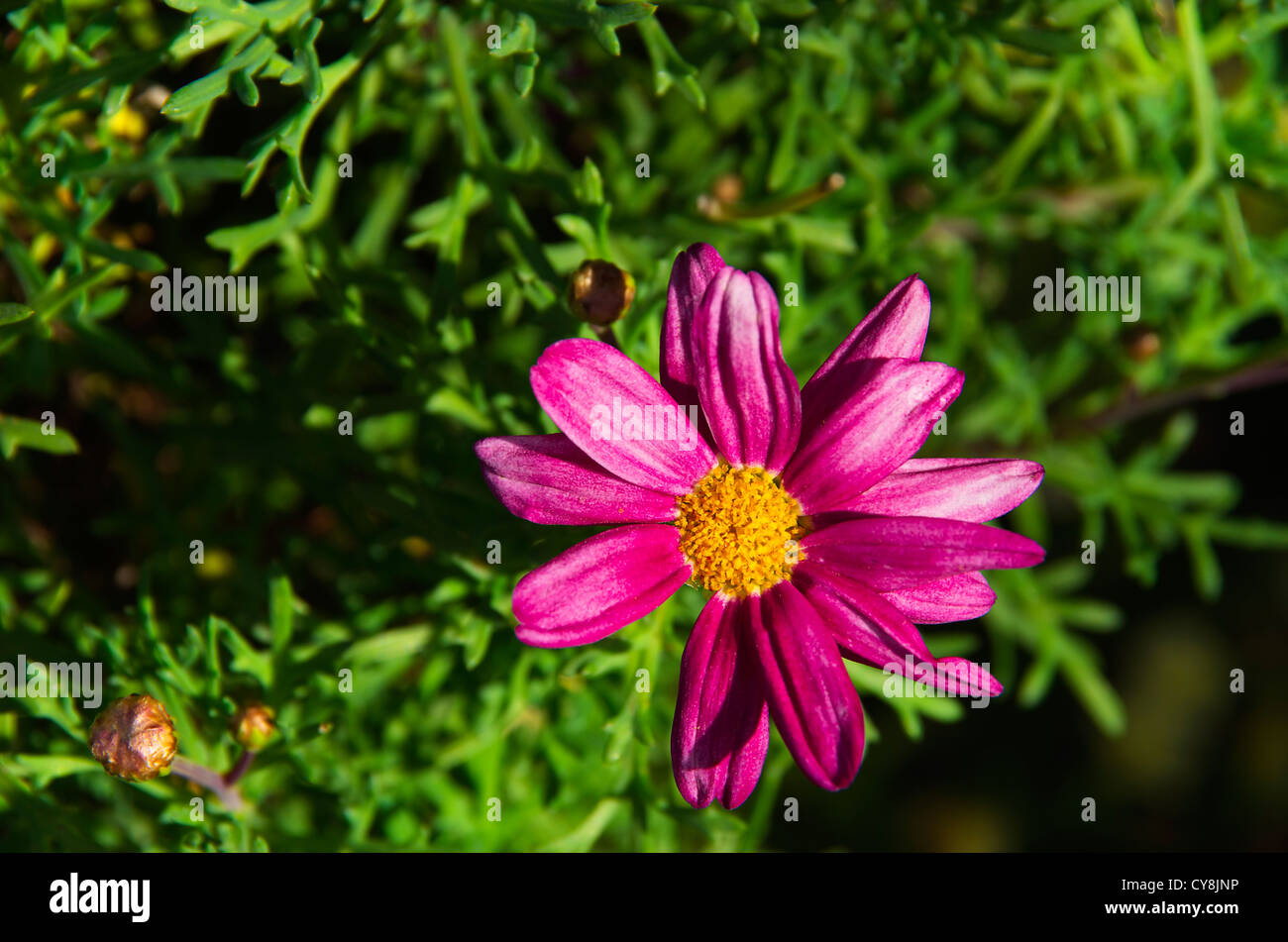 A single pink flower blossom Stock Photo - Alamy