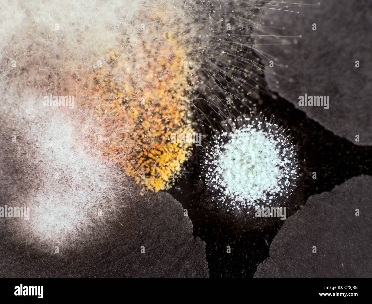 Fungus filaments hi-res stock photography and images - Alamy