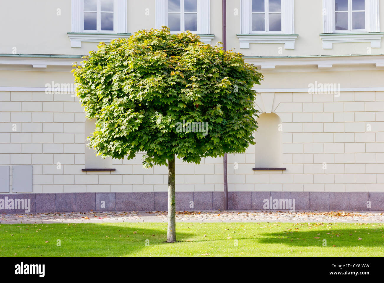 Sick maple tree growing in the garden of the public domain Presidential ...