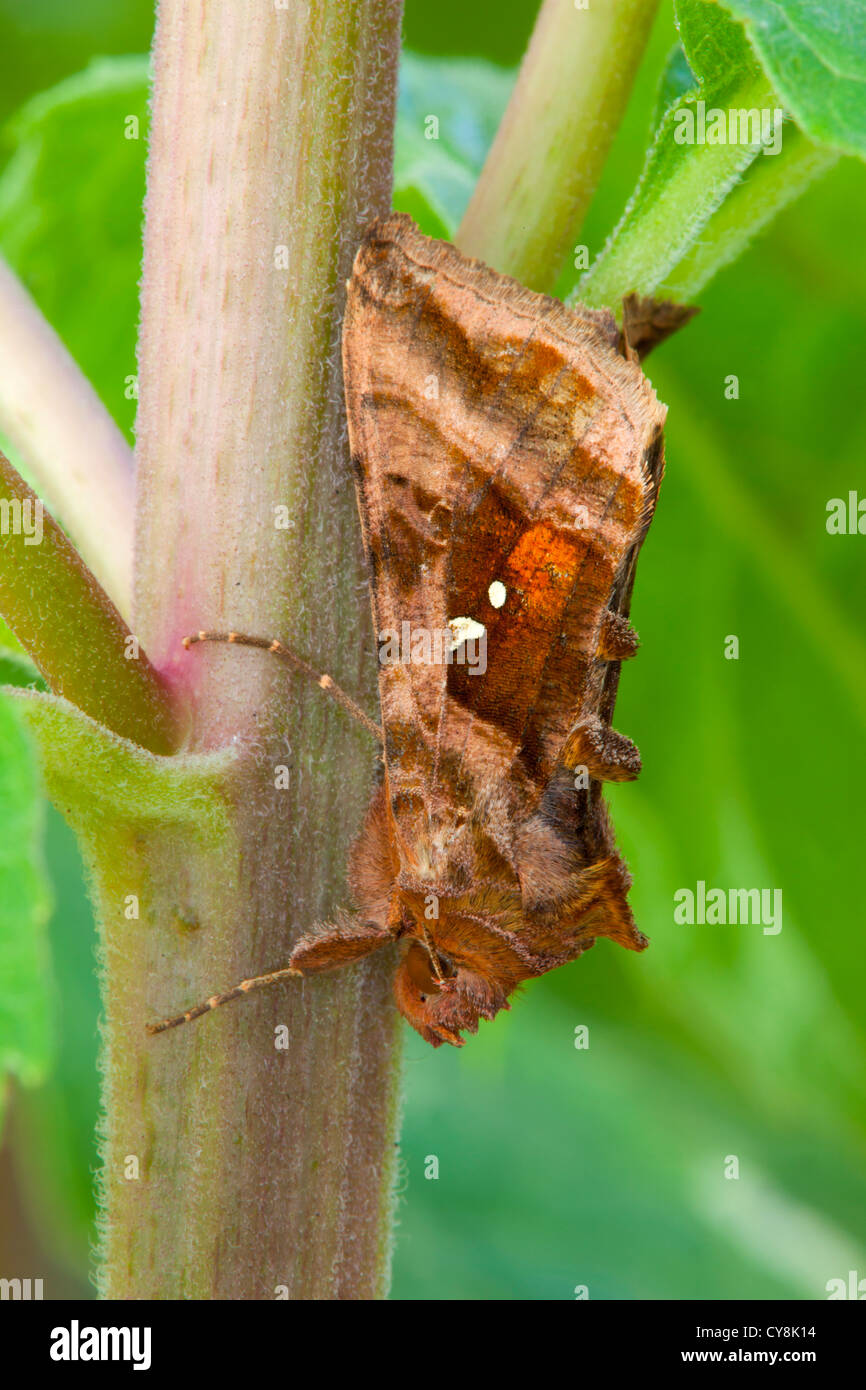 Beautiful uk moth hi-res stock photography and images - Alamy