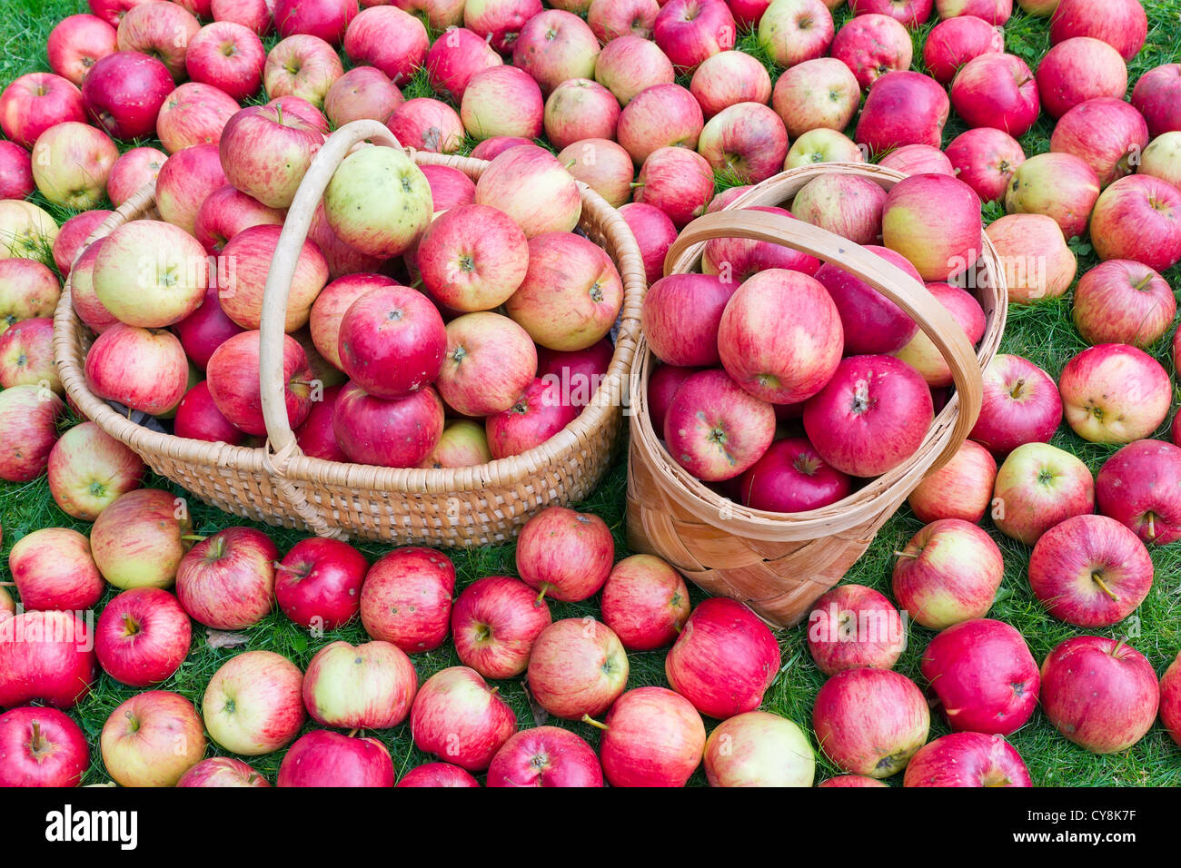 Sweet autumn real september red apples on grass lawn. Apples in baskets ...
