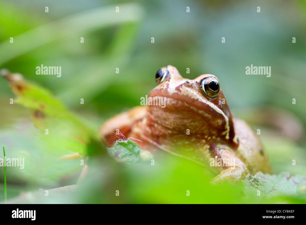 Common Frog; Rana temporaria; yellow variant; Cornwall; UK Stock Photo ...