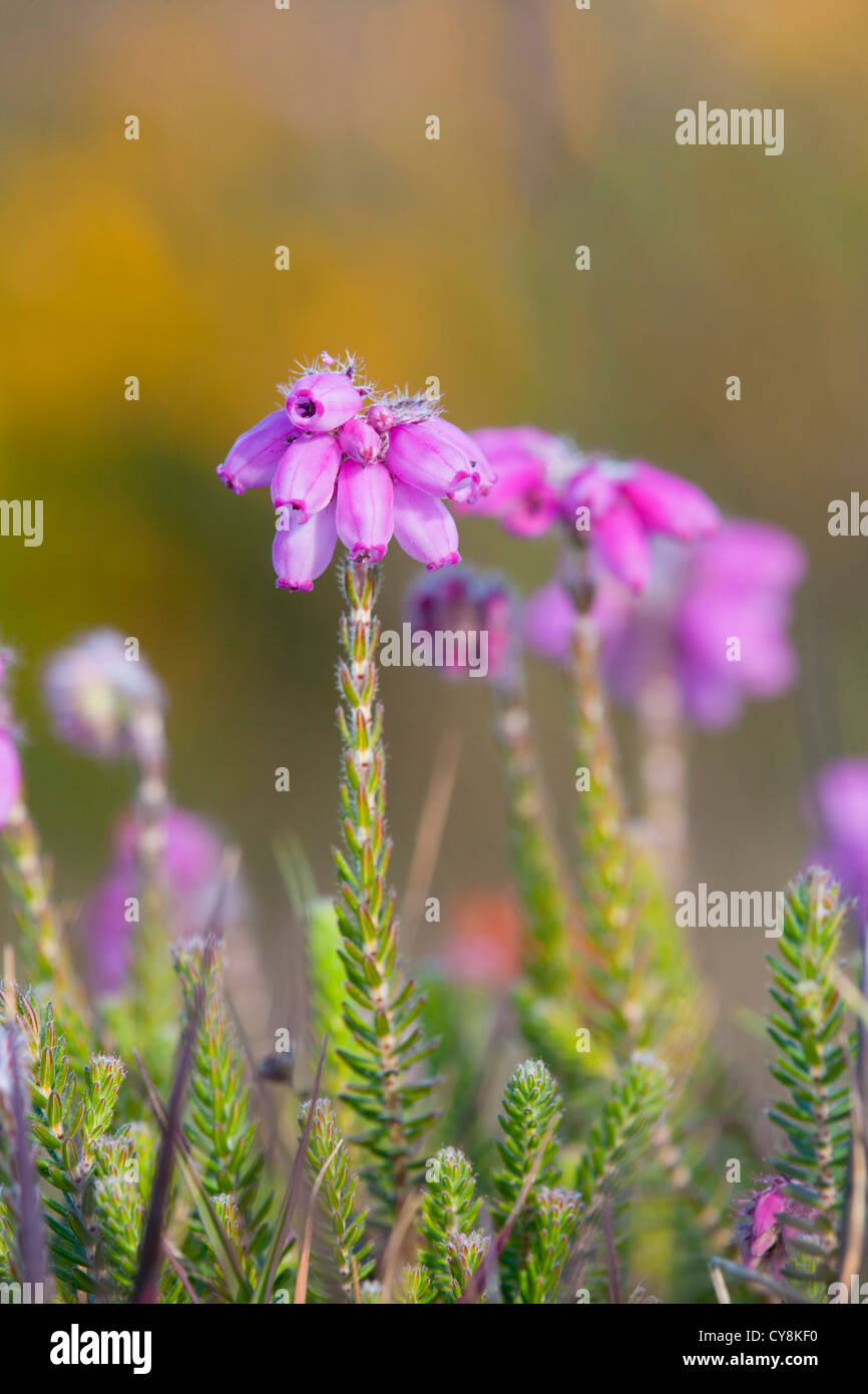 Cross Leaved Heath; Erica tetralix; Cornwall; UK Stock Photo - Alamy
