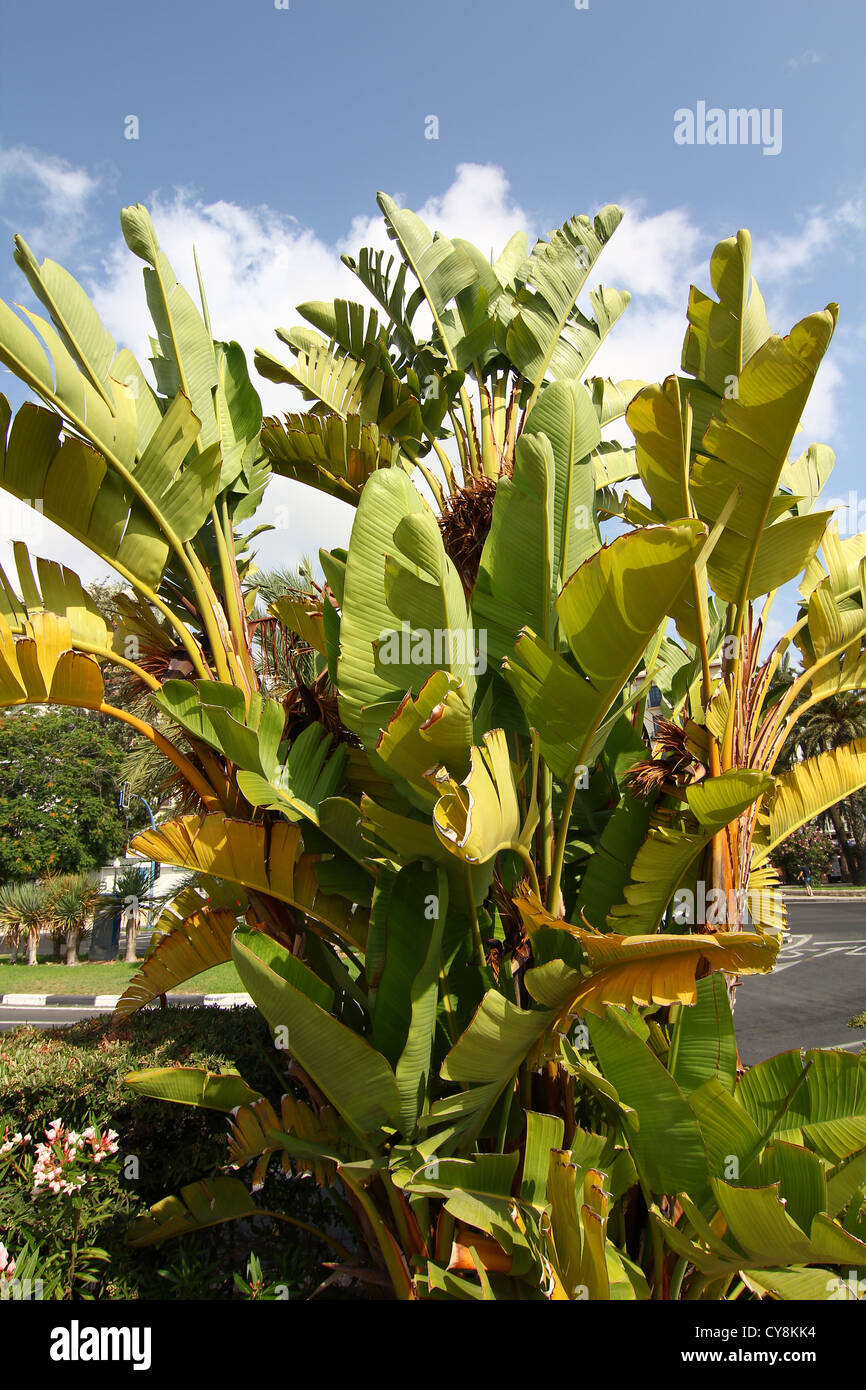 small banana tree Stock Photo - Alamy