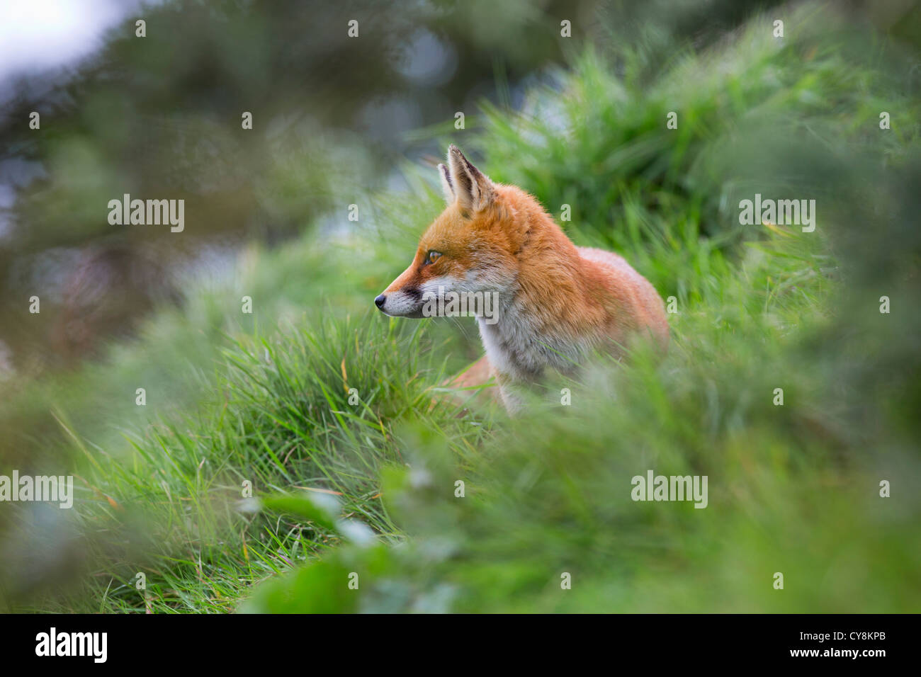 Fox; Vulpes vulpes; UK Stock Photo - Alamy
