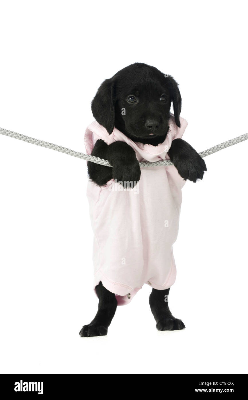 Black Labrador Puppy hanging on a washing line, isolated on a white ...