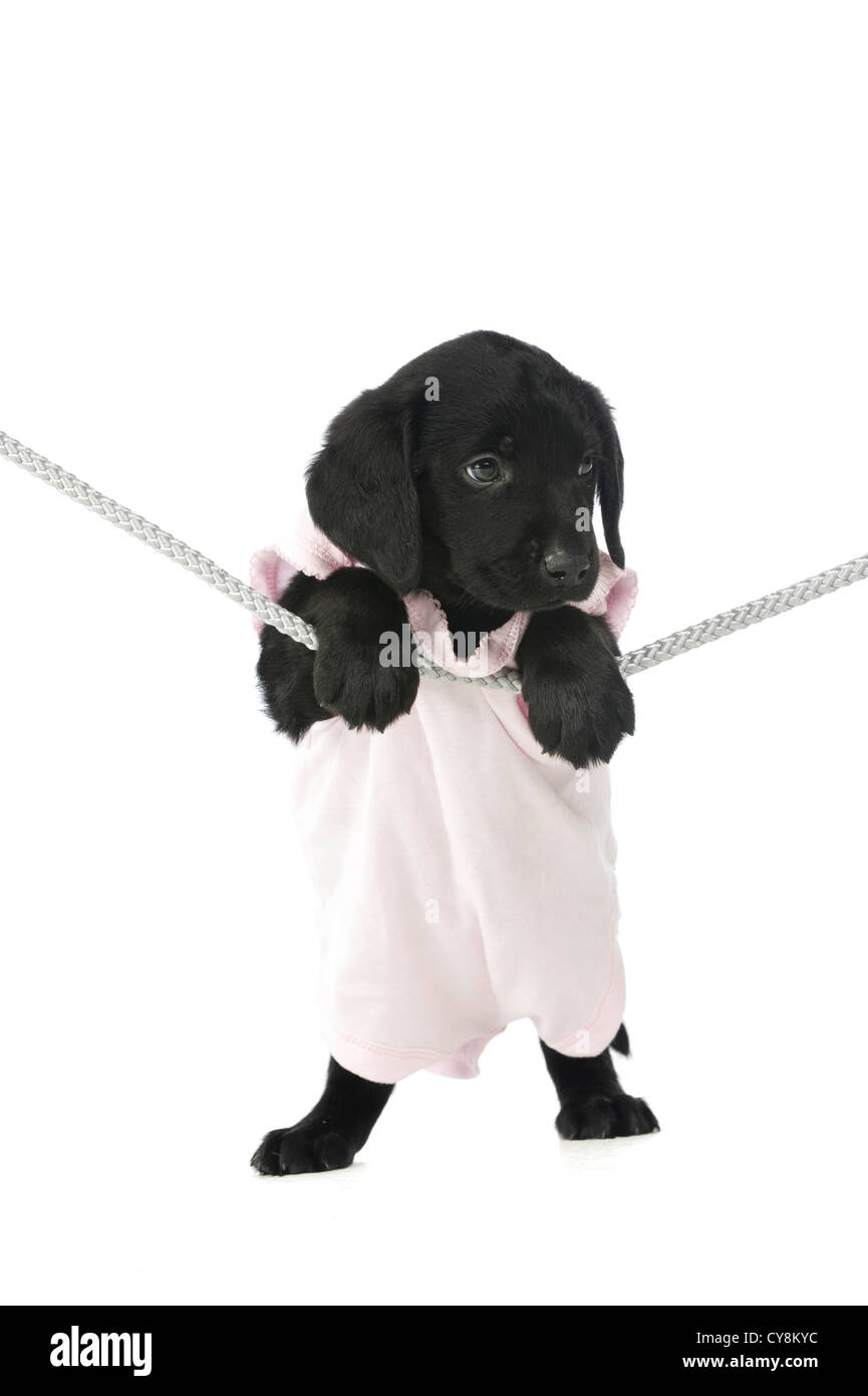 Black Labrador Puppy hanging on a washing line, isolated on a white ...