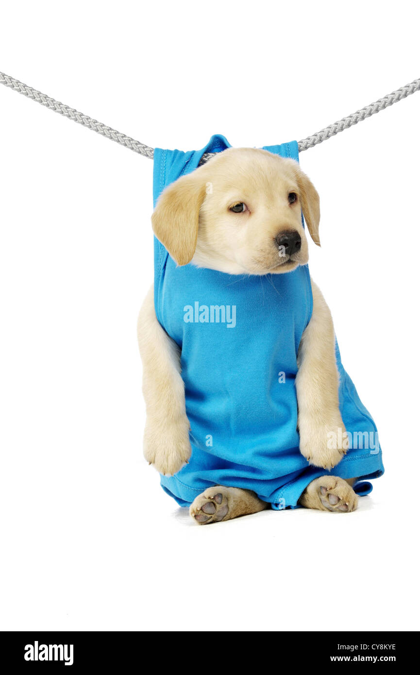 Golden Labrador Puppy hanging on a washing line, isolated on a white ...