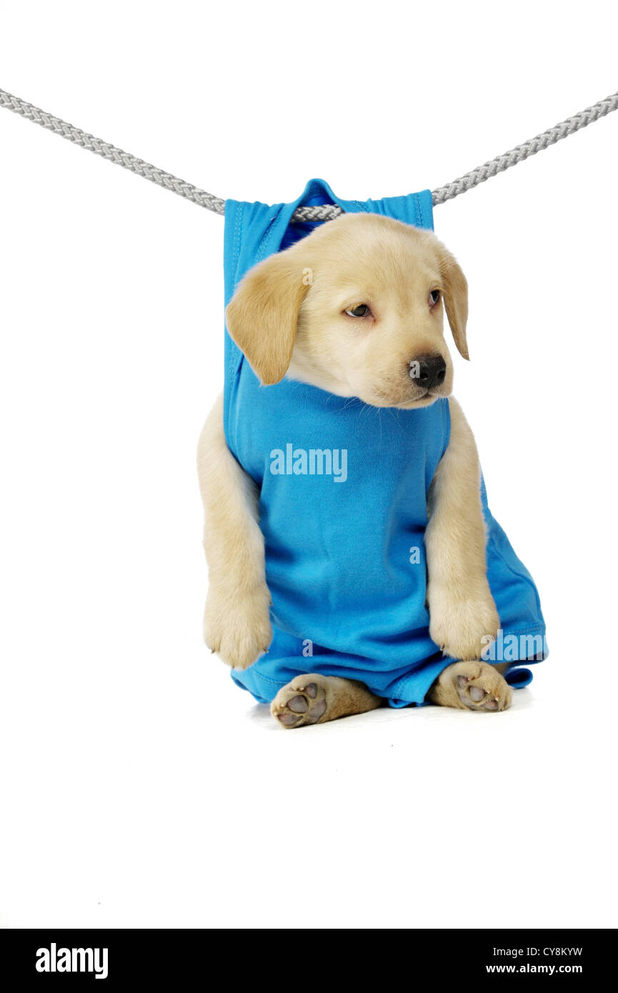 Golden Labrador Puppy hanging on a washing line, isolated on a white ...
