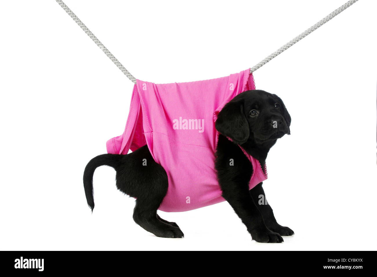 Black Labrador Puppy hanging on a washing line, isolated on white ...