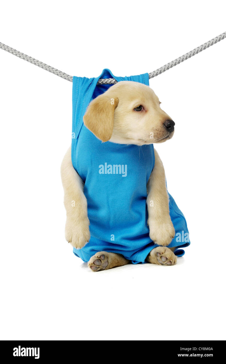 Golden Labrador Puppy hanging on a washing line, isolated on a white ...