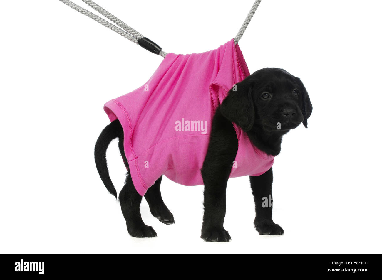 Black Labrador Puppy hanging on a washing line, isolated on a white ...