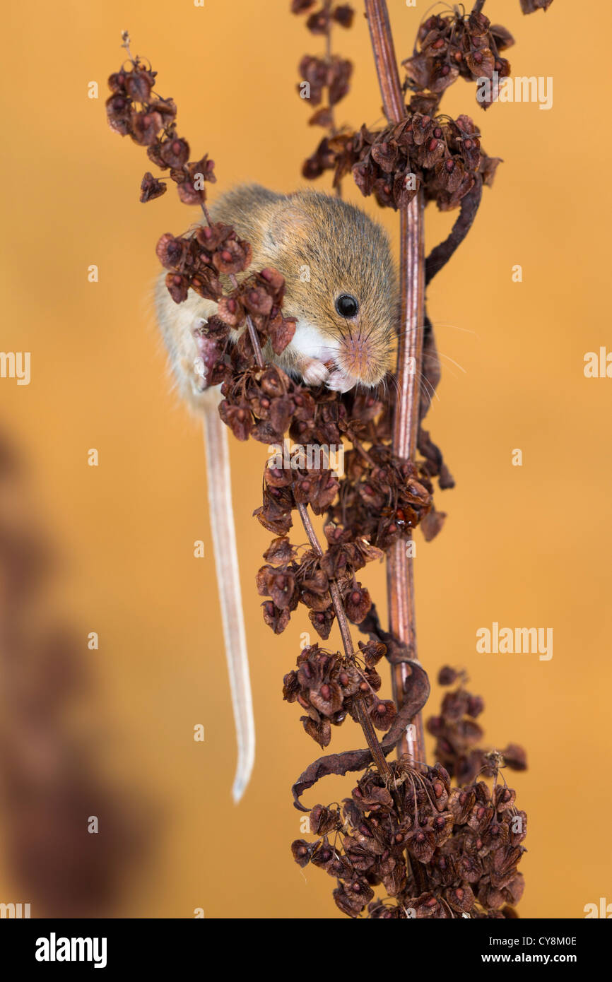 Harvest Mouse; Micromys minutus; eating; UK; captive Stock Photo - Alamy