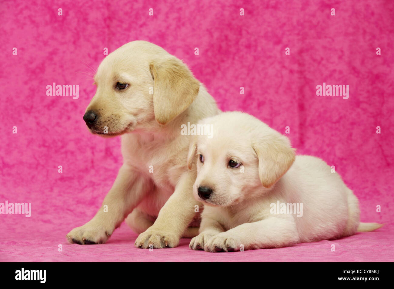 Golden Labrador Puppies on a pink background Stock Photo - Alamy