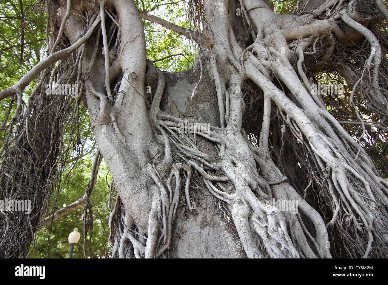 Ficus tree trunk hi-res stock photography and images - Alamy