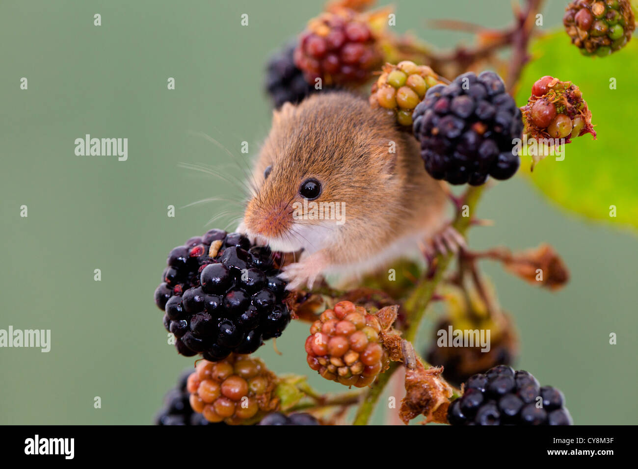 Harvest mouse eating hi-res stock photography and images - Alamy