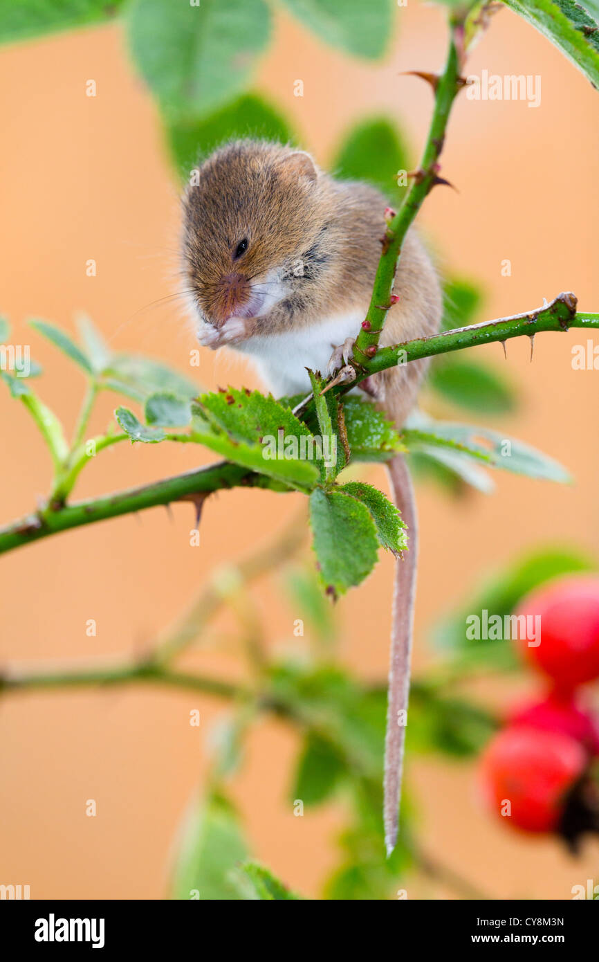 Mouse grooming hi-res stock photography and images - Alamy