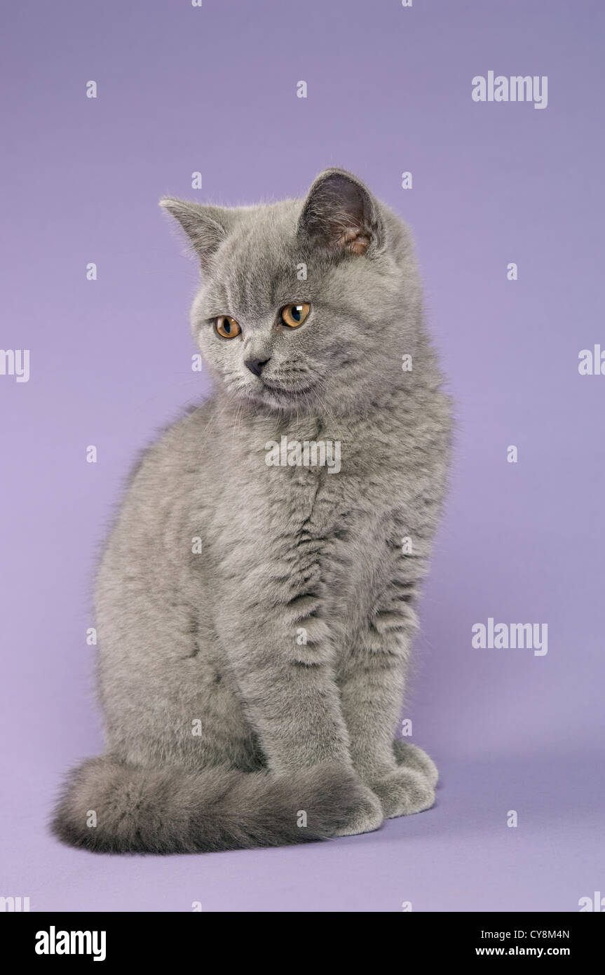British short haired grey cat isolated on a purple background Stock ...