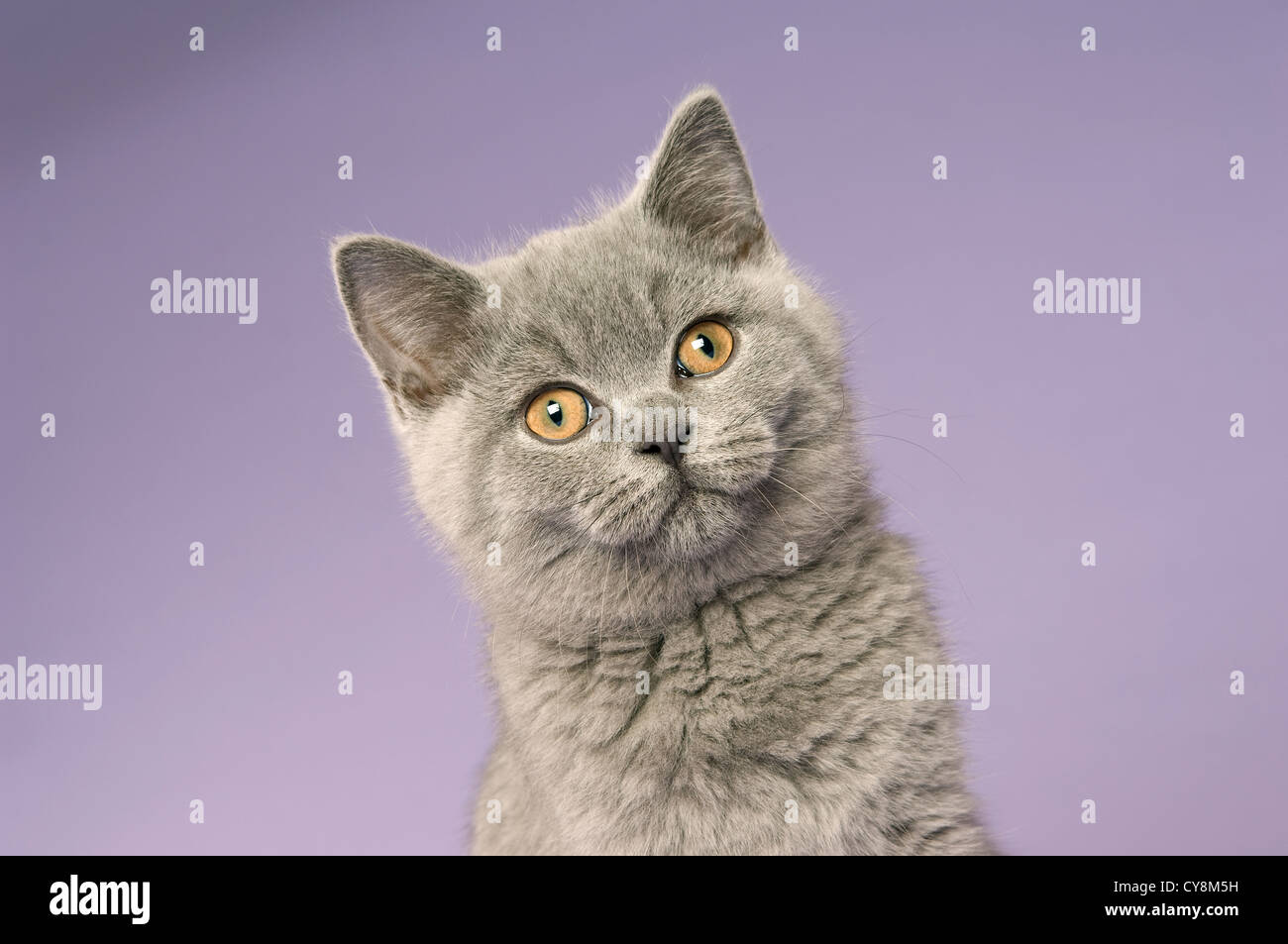 British short haired grey cat isolated on a purple background Stock ...
