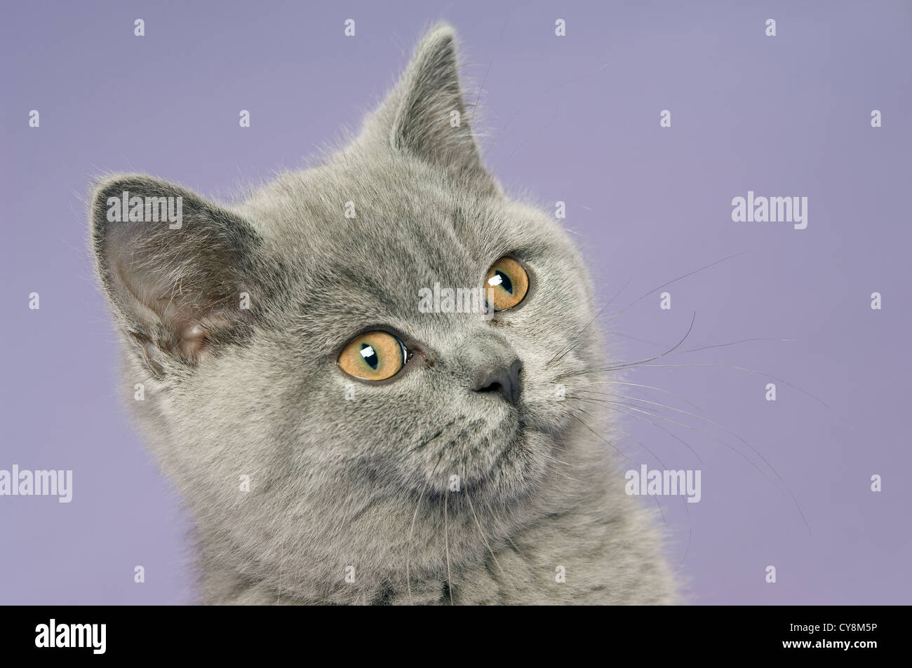 British short haired grey cat isolated on a purple background Stock ...