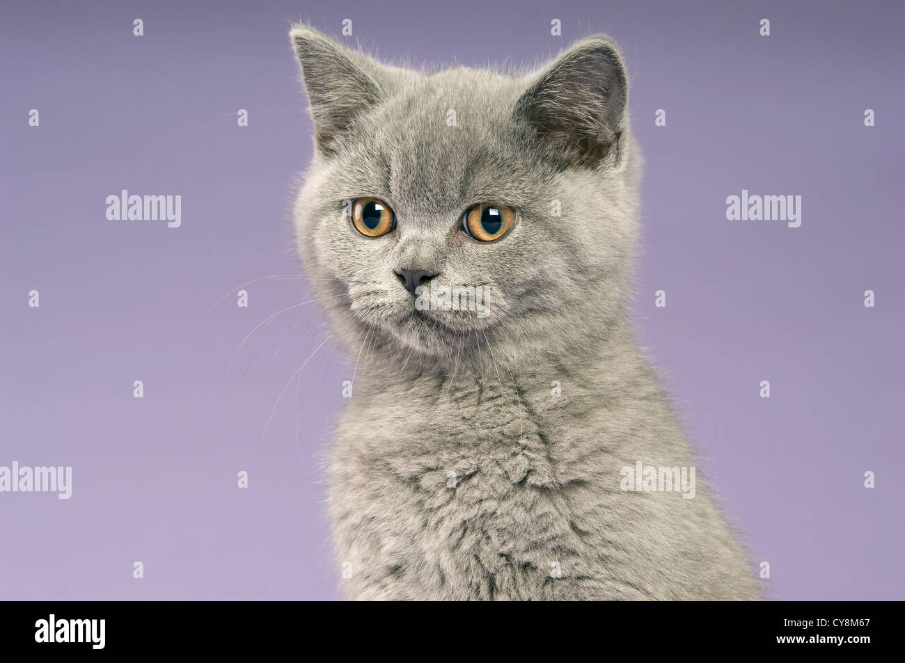 British short haired grey cat isolated on a purple background Stock ...