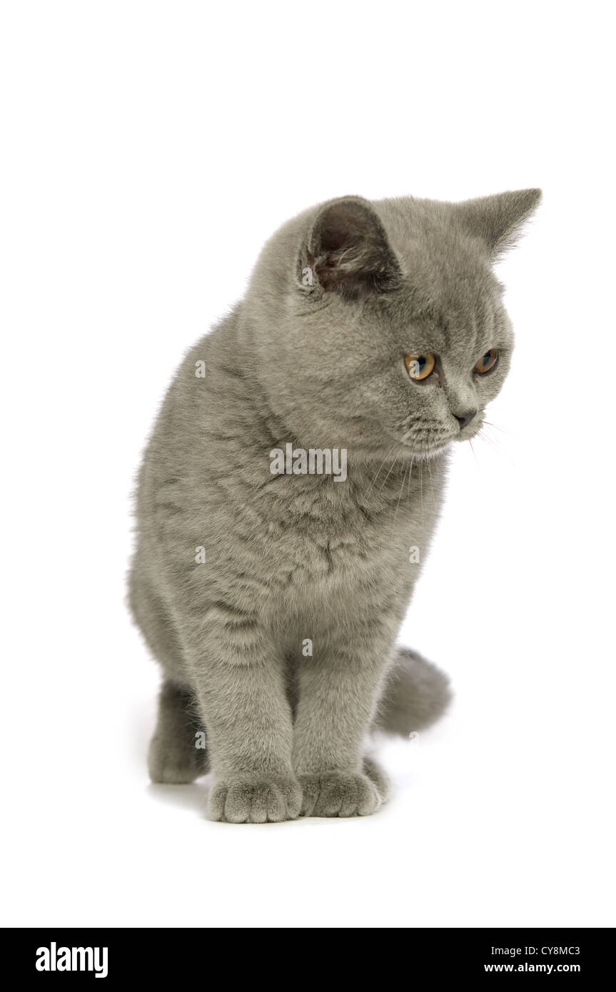 British short haired grey cat isolated on a white background Stock ...