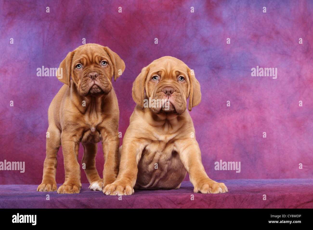 Dogue de Bordeaux Puppies Stock Photo - Alamy
