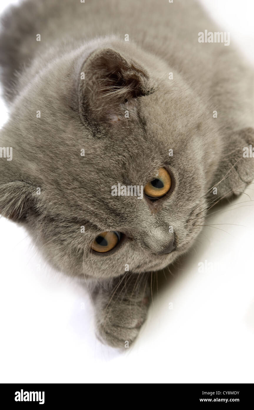 British short haired grey cat isolated on a white background Stock ...