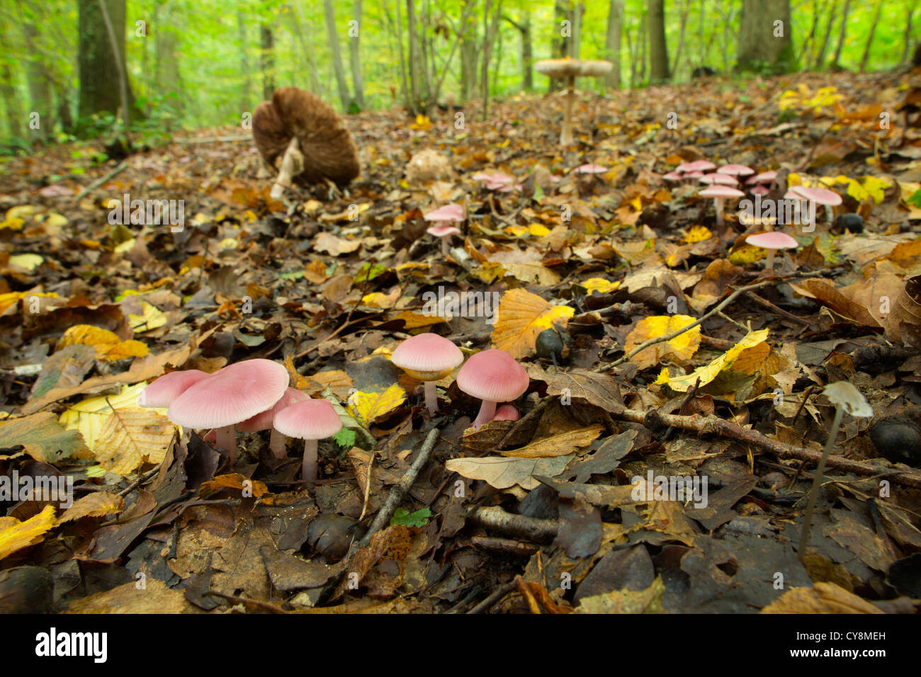 Lilac bonnet cap hi-res stock photography and images - Alamy
