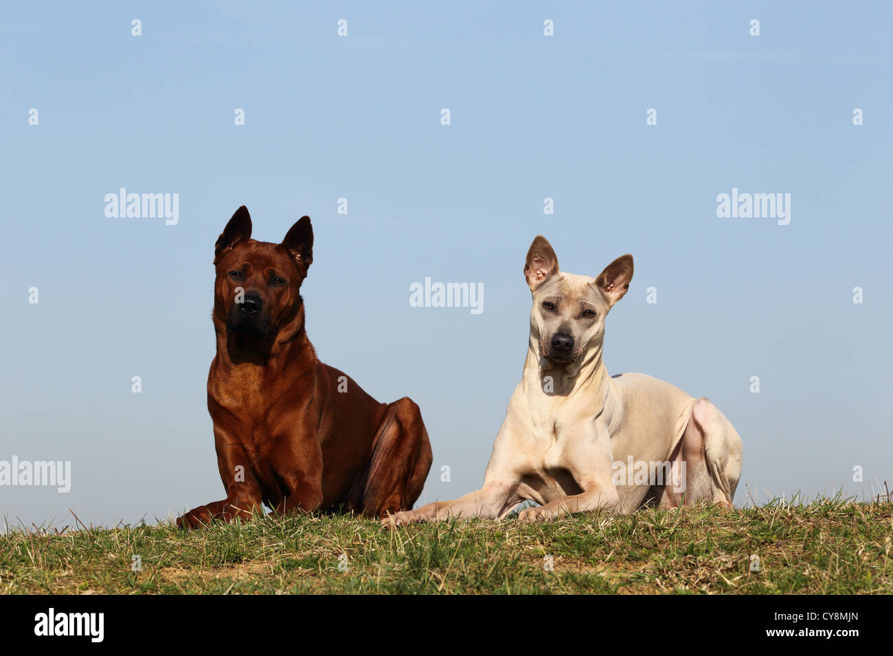 2 Thai Ridgeback Dogs Stock Photo - Alamy