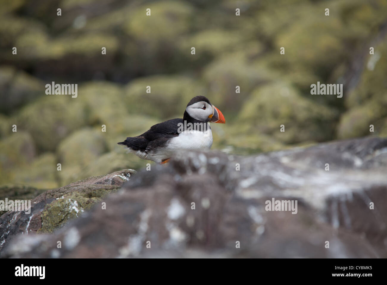 Puffin on farne islands hi-res stock photography and images - Alamy