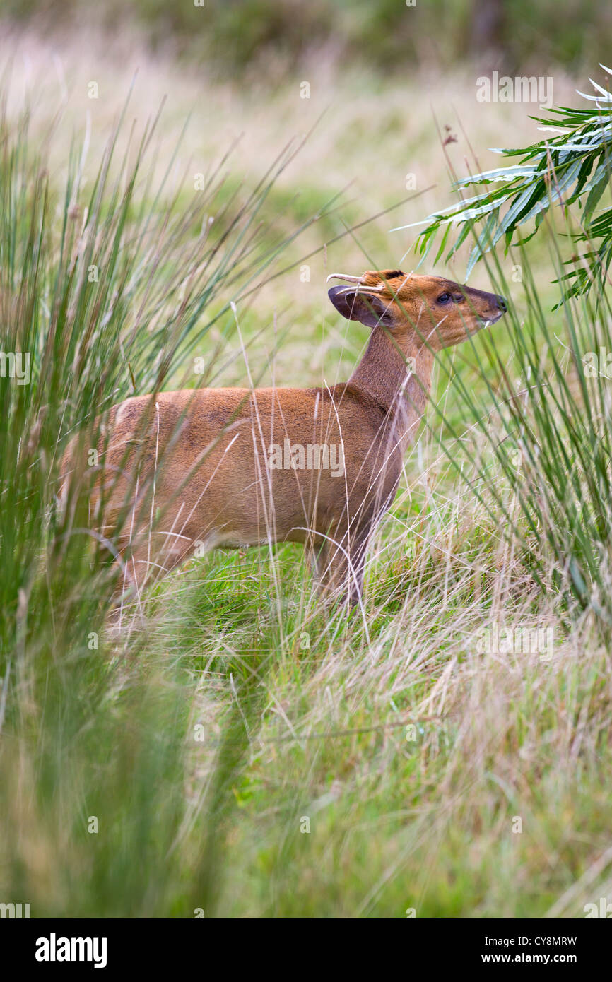 Muntjac Deer; Muntiacus reevesi; male; UK Stock Photo - Alamy