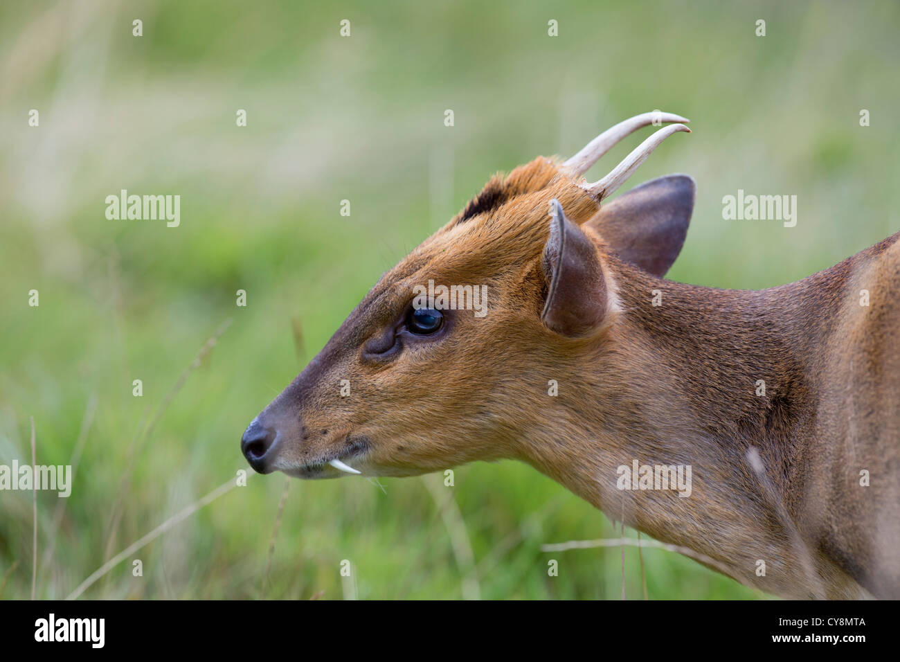 Muntjac buck deer uk hi-res stock photography and images - Alamy