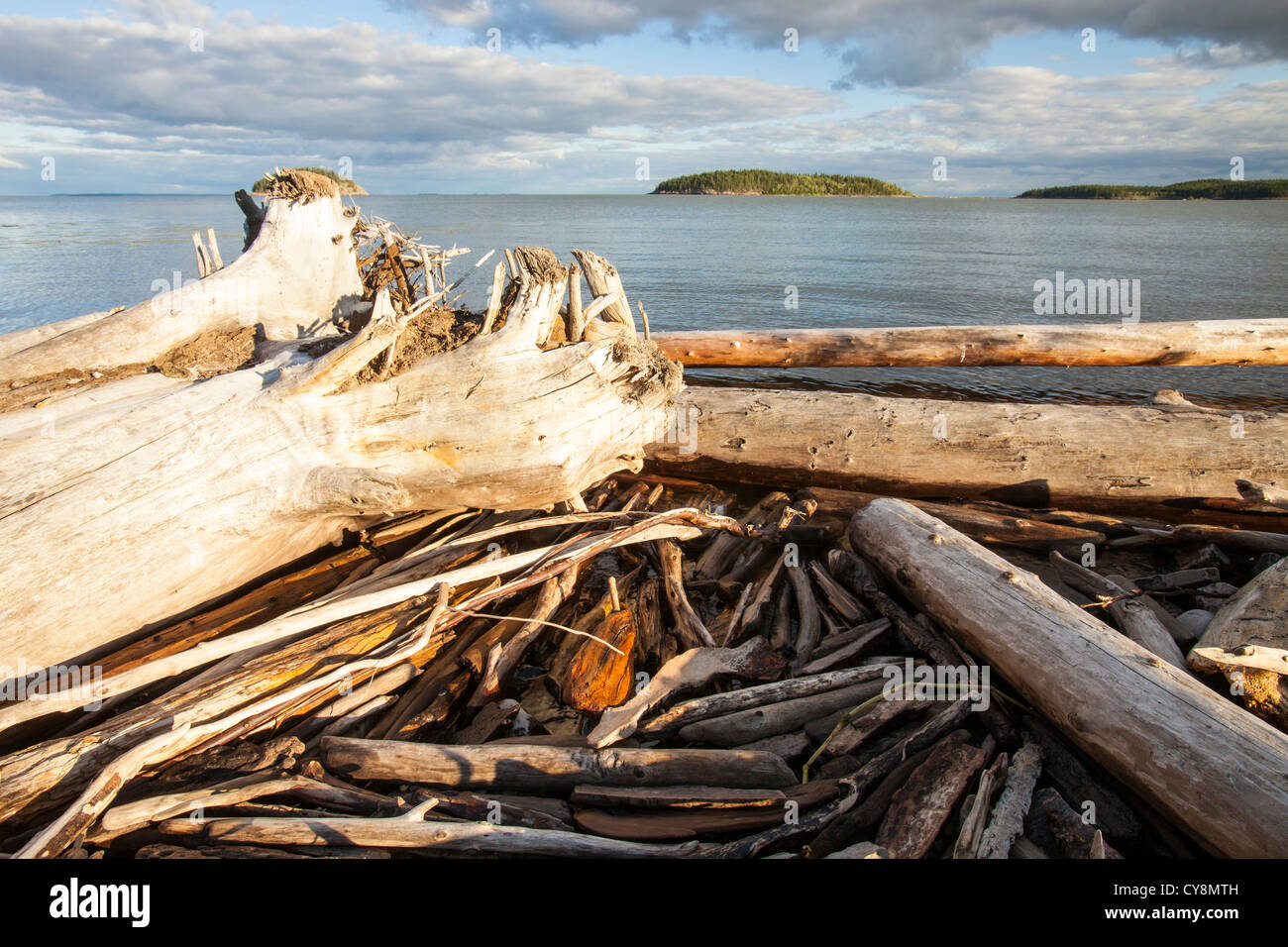 Trees washed down river on the shores of Lake Athabasca in Fort ...