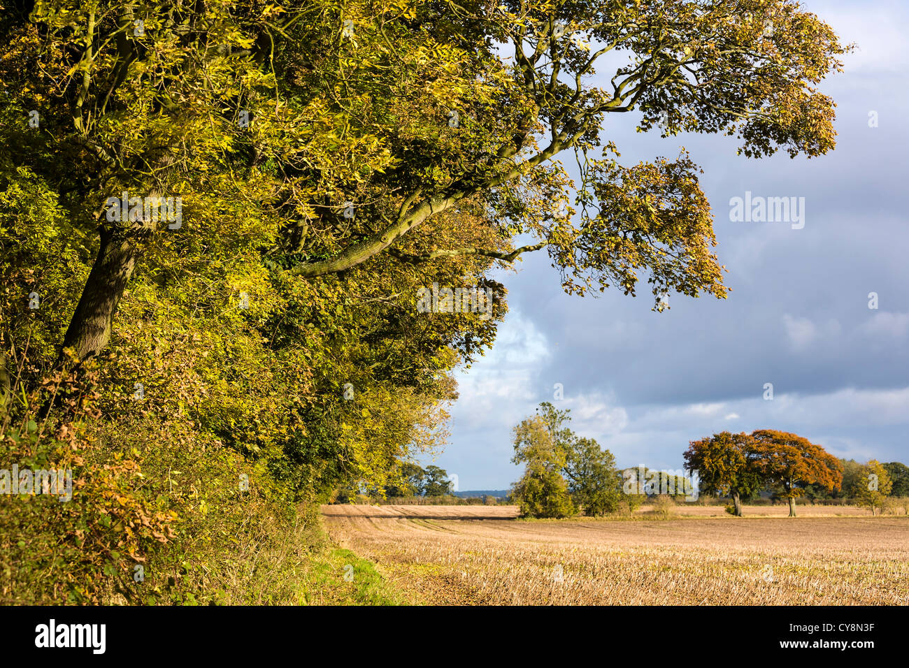 Autumn Ash tree near South Dalton, East Yorkshire, England, UK Stock ...
