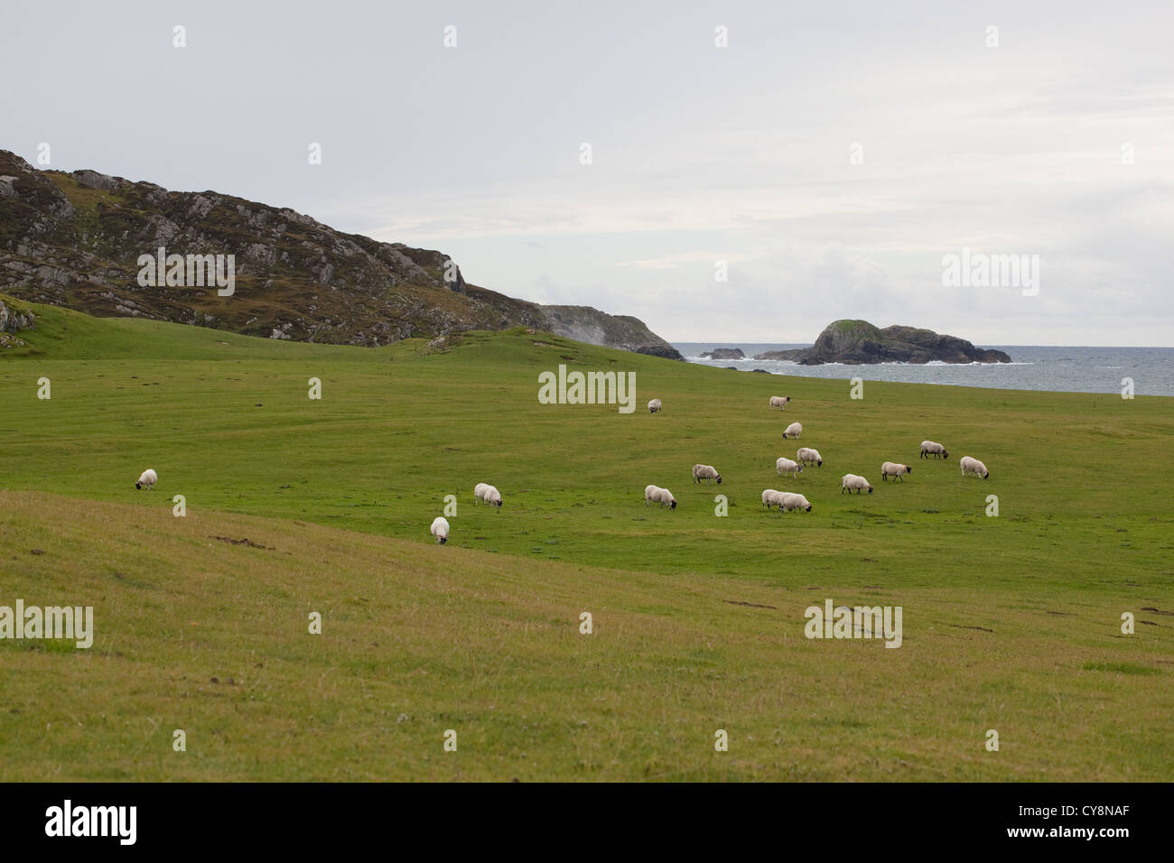 Scottish Blackface Sheep (Ovis aries). Grazing on 'the Golf Course ...