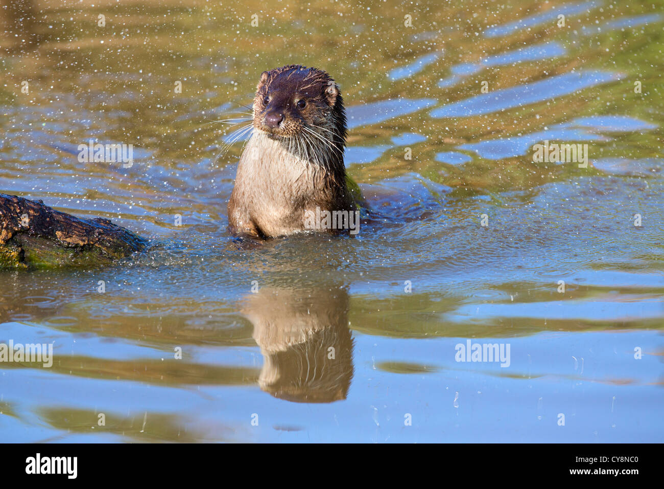 Otter; Lutra lutra; UK; shaking; water droplets Stock Photo - Alamy