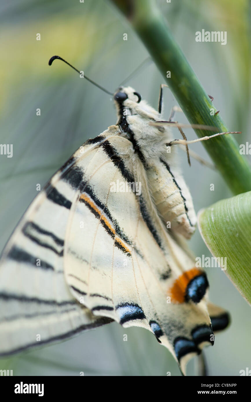 Zebra swallowtail butterfly Stock Photo - Alamy