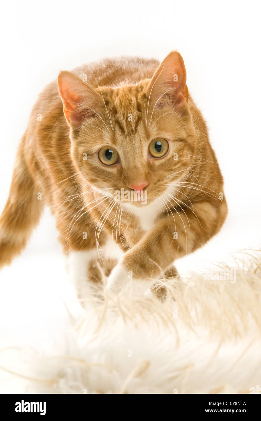 Ginger stripe cat hi-res stock photography and images - Alamy