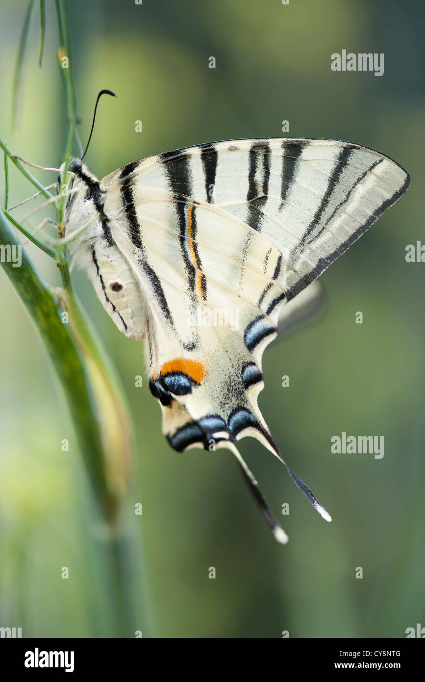 Zebra swallowtail hi-res stock photography and images - Alamy