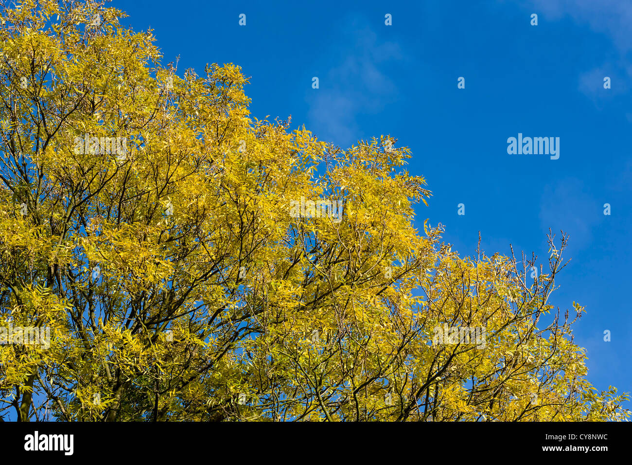Ash tree uk autumn hi-res stock photography and images - Alamy
