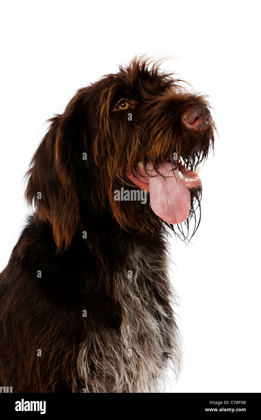 German Wire Hair Pointer Dog isolated on a white background Stock Photo ...