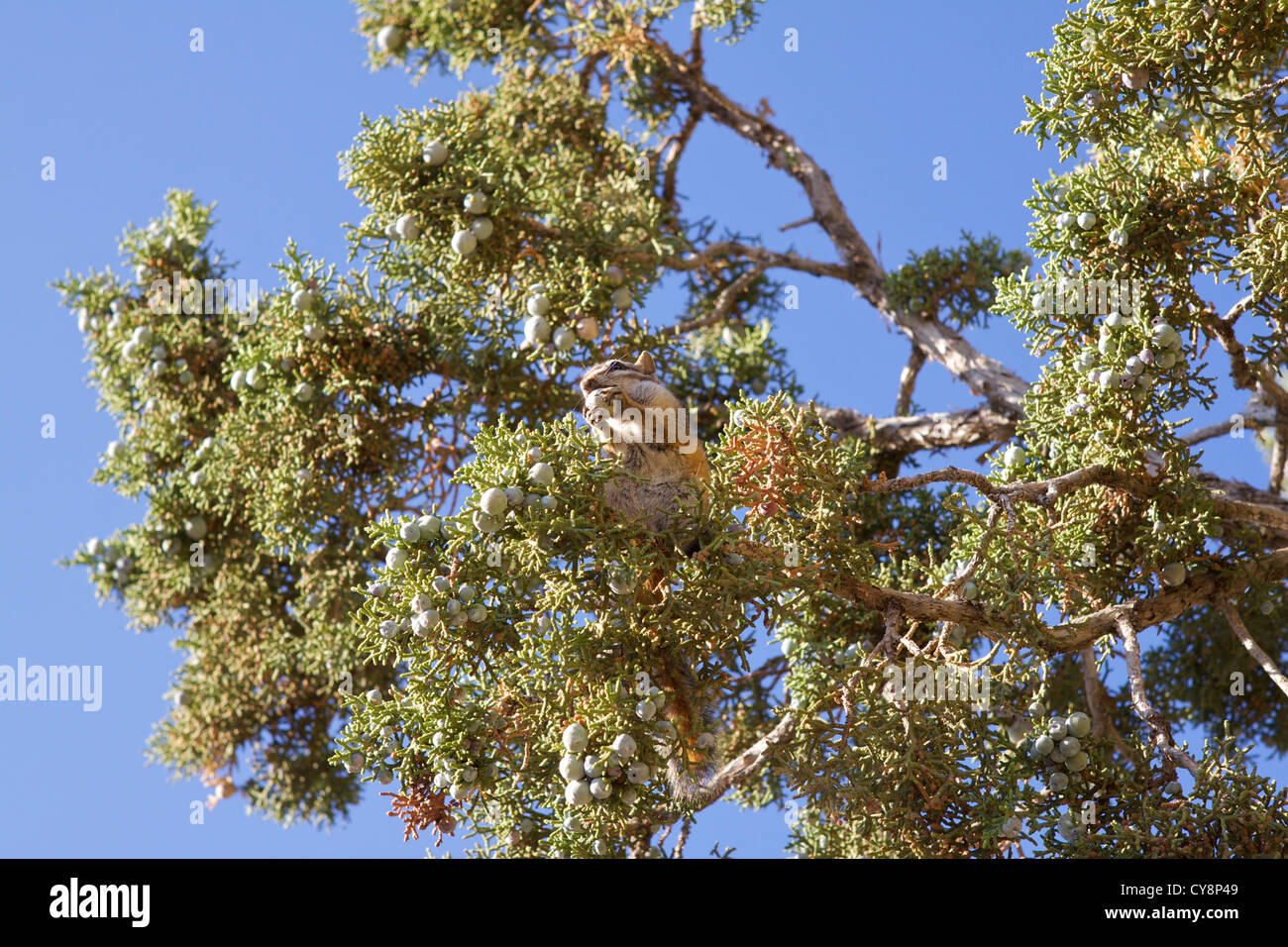 'Least Chipmunk' (Neotamias minimus) feeding on a pine tree Stock Photo ...