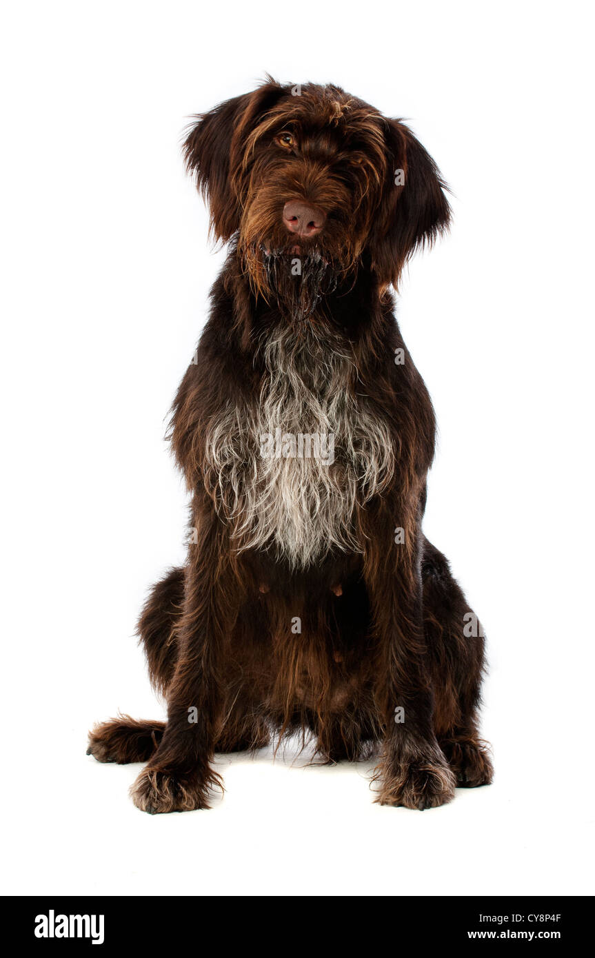 Canine hair Cut Out Stock Images & Pictures - Alamy
