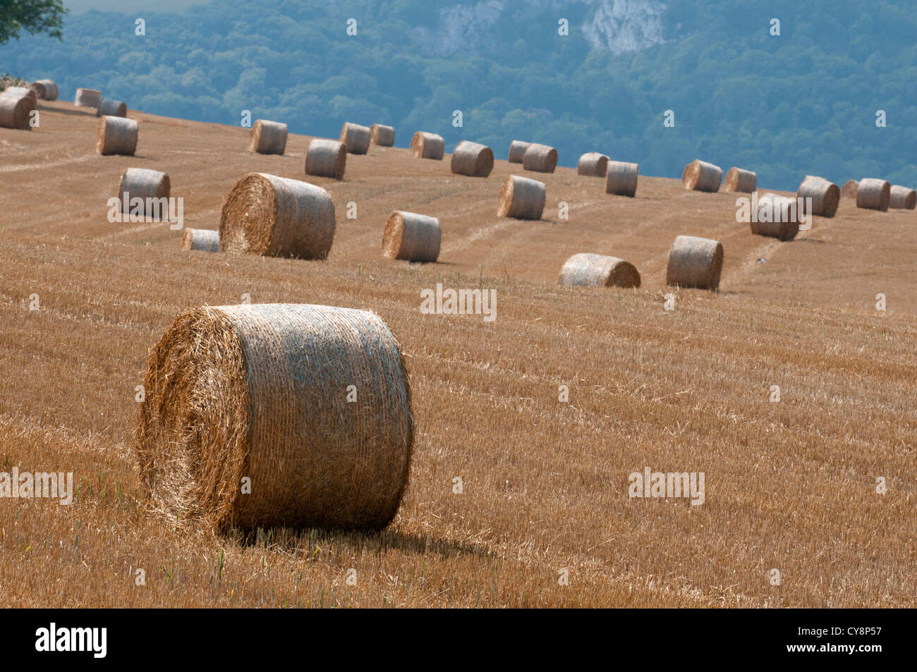 Hay in rolls hi-res stock photography and images - Alamy