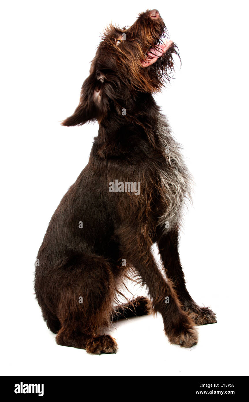 German Wire Hair Pointer Dog isolated on a white background Stock Photo ...