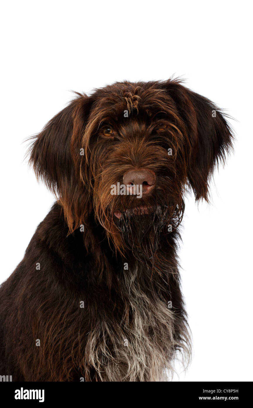 German Wire Hair Pointer Dog isolated on a white background Stock Photo ...
