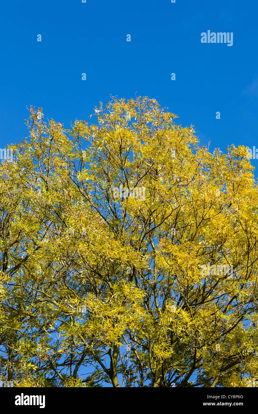 Ash Tree Uk Autumn High Resolution Stock Photography and Images - Alamy