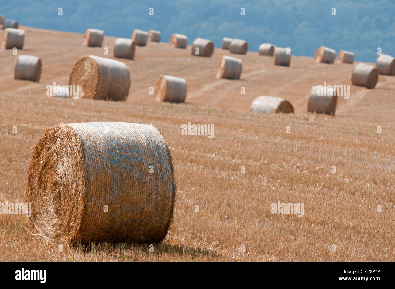 Rolls of hay in East Sussex Stock Photo - Alamy